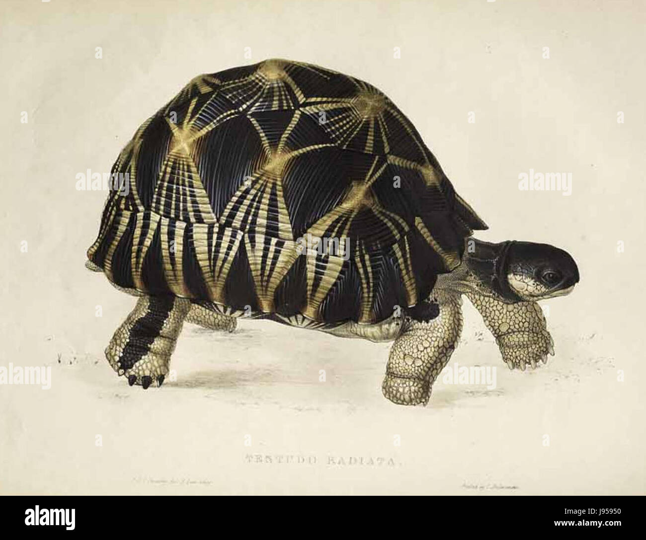 Testudo bildung -Fotos und -Bildmaterial in hoher Auflösung – Alamy