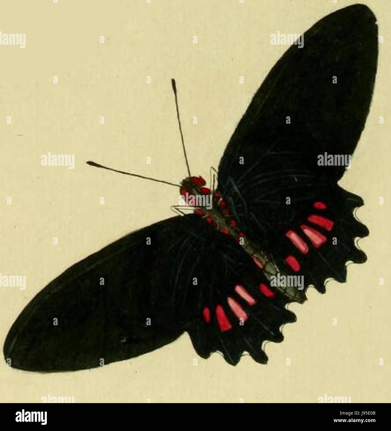Parides aeneas -Fotos und -Bildmaterial in hoher Auflösung – Alamy