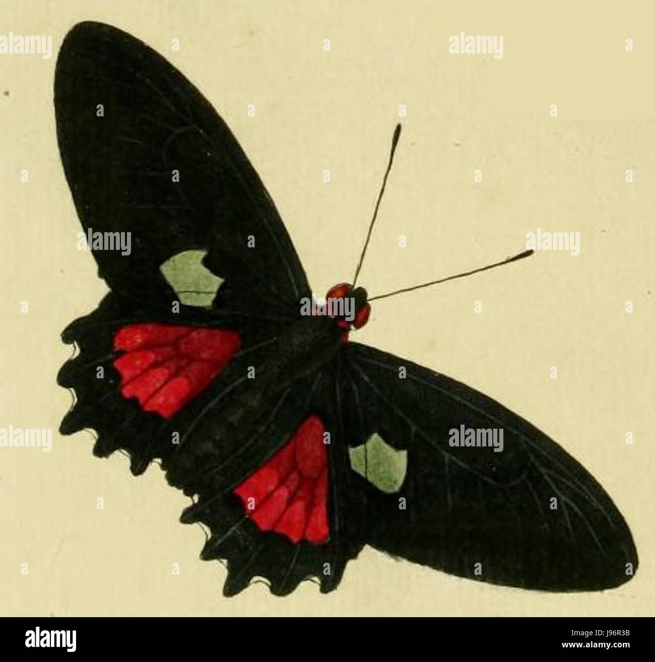 Parides aeneas -Fotos und -Bildmaterial in hoher Auflösung – Alamy