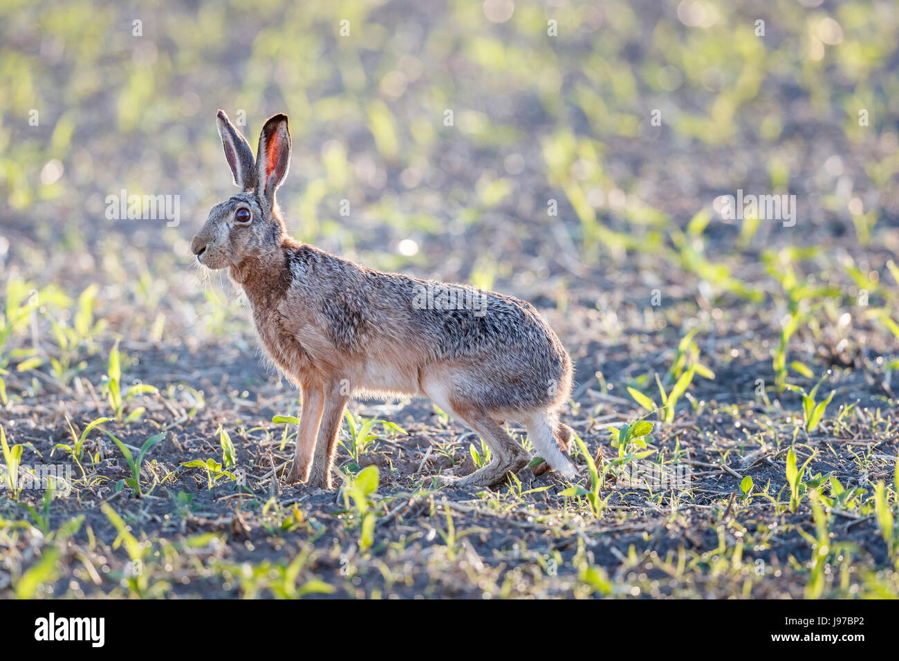 European hare lepus europaeus standing Stockfotos und -bilder Kaufen ...