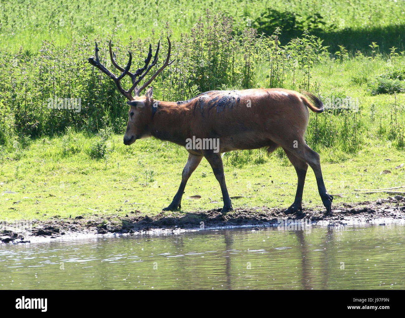 Cervo milu -Fotos und -Bildmaterial in hoher Auflösung – Alamy
