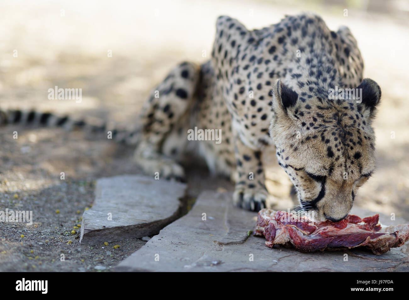 Geparden Fütterung, Namibia Stockfotografie - Alamy