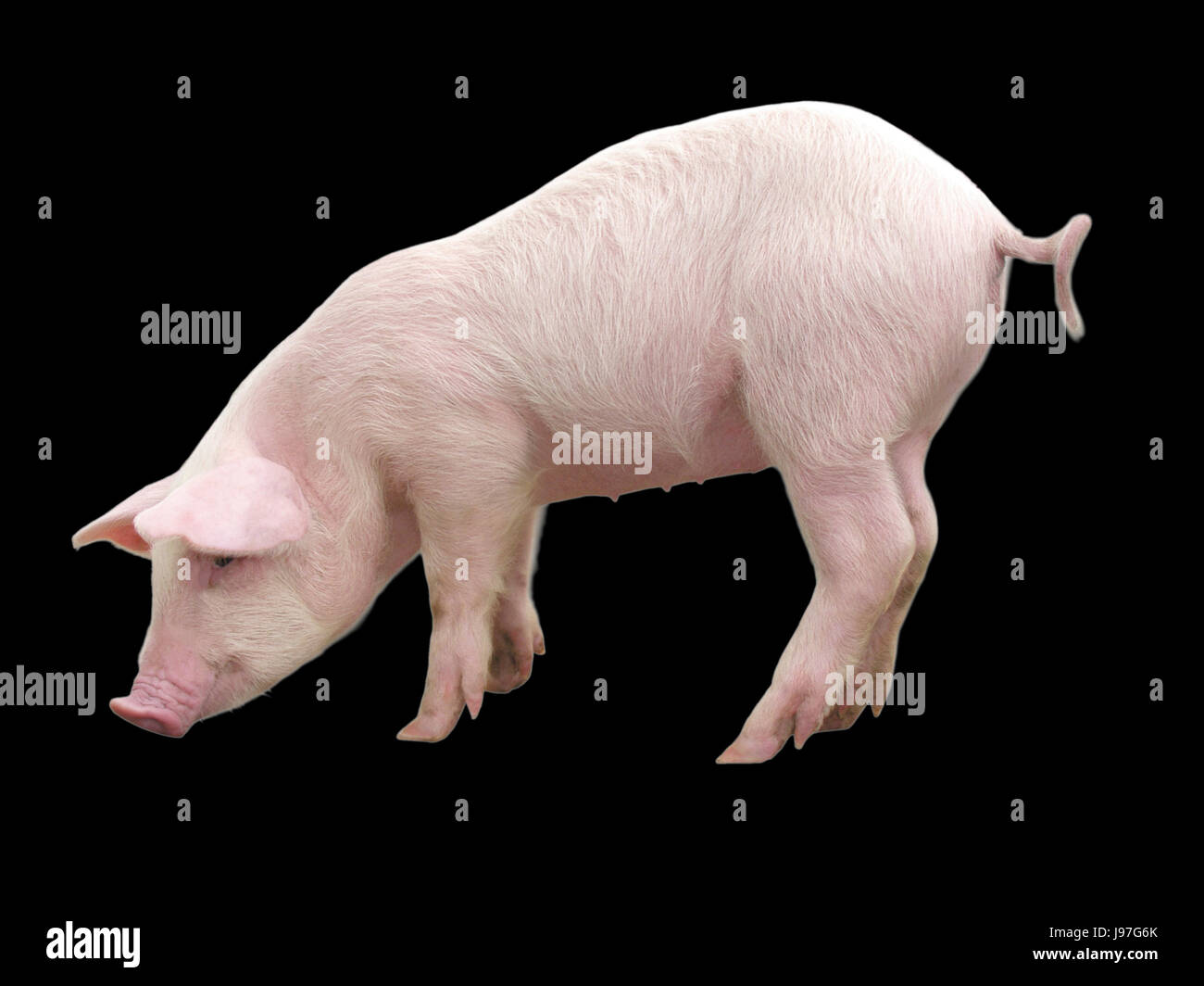 Funny pig standing front view -Fotos und -Bildmaterial in hoher ...