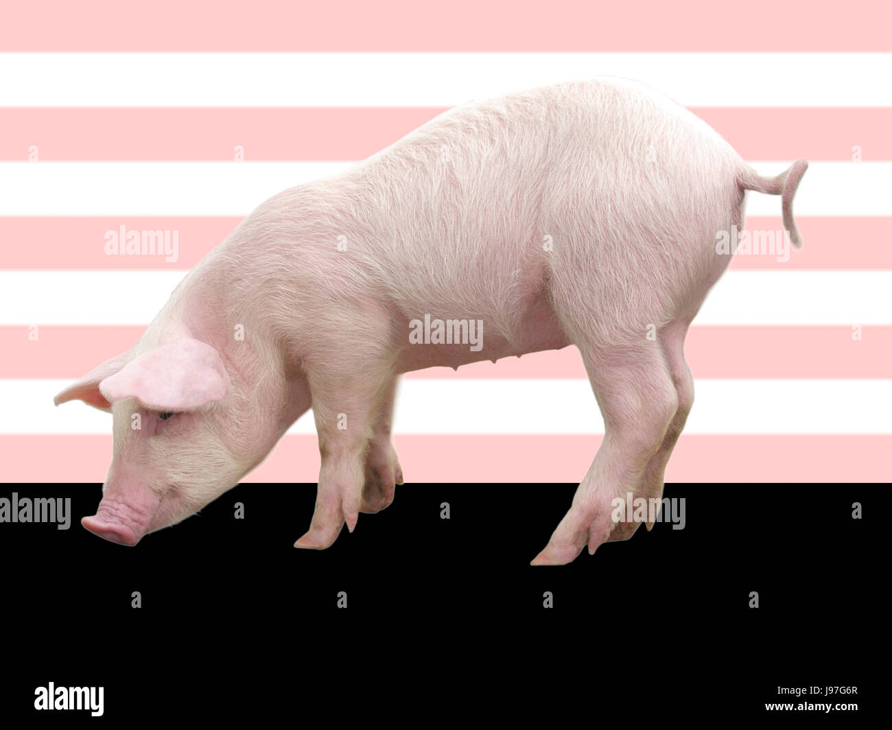 Weißes ferkel -Fotos und -Bildmaterial in hoher Auflösung – Alamy