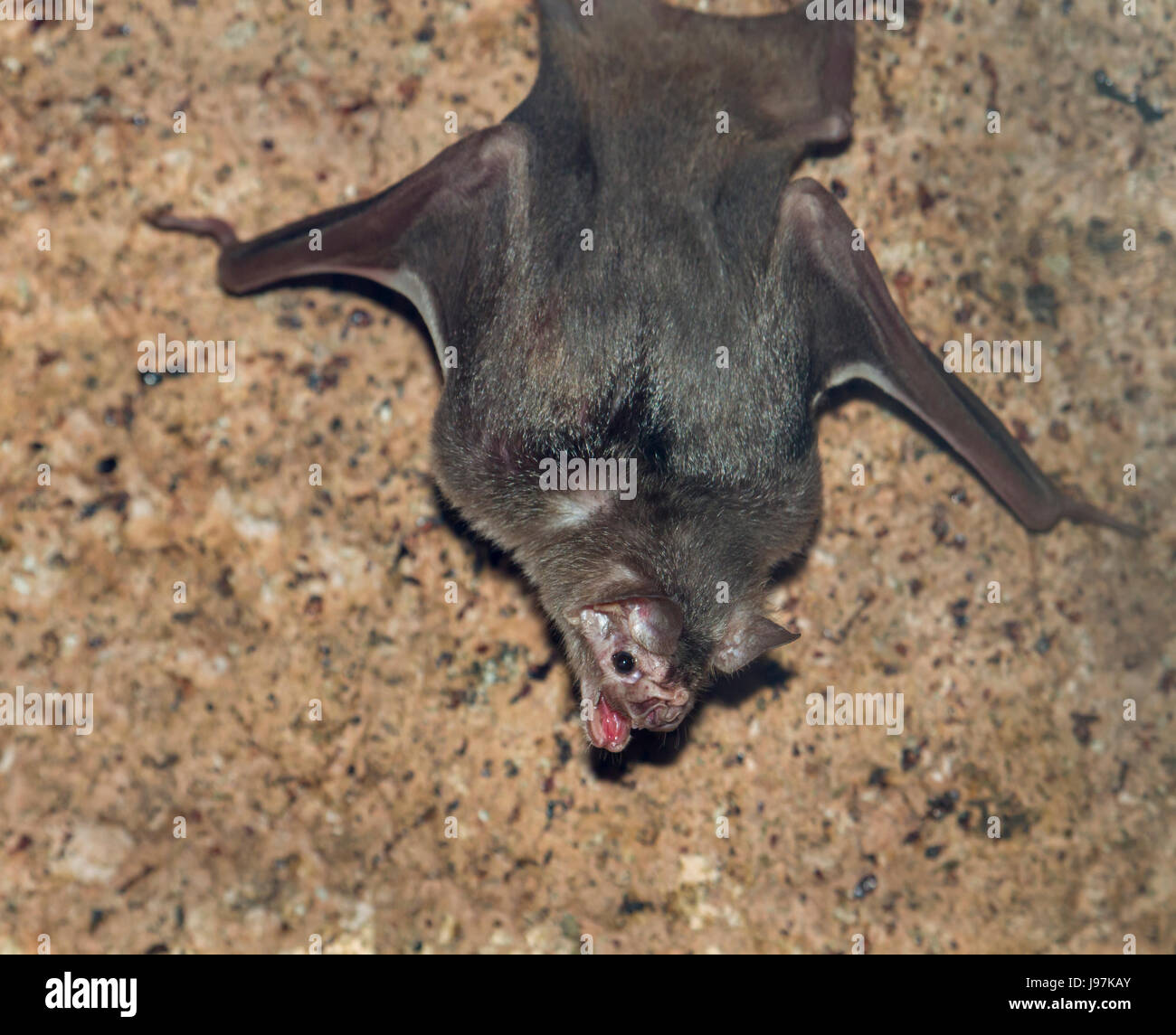 Blattnasen fledermaus -Fotos und -Bildmaterial in hoher Auflösung – Alamy