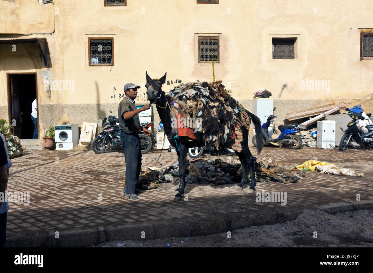 Mules tragen last -Fotos und -Bildmaterial in hoher Auflösung – Alamy