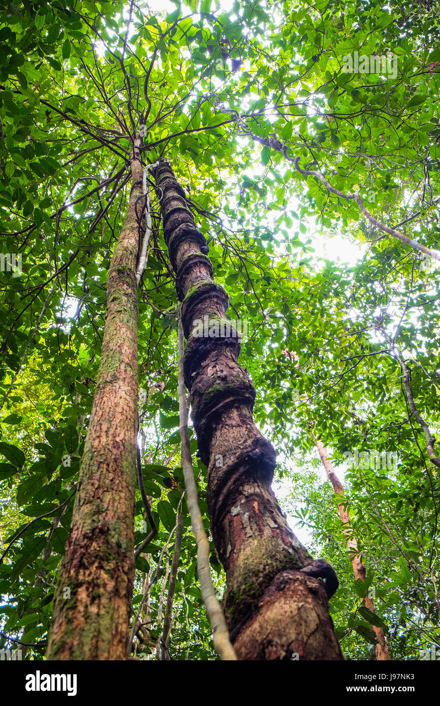 Schleichende Lianen im Regenwald von Borneo Stockfotografie - Alamy