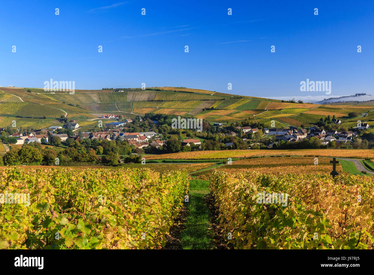 Frankreich, Cher, Sancerrois region, Bue und den Weinberg im Herbst ...