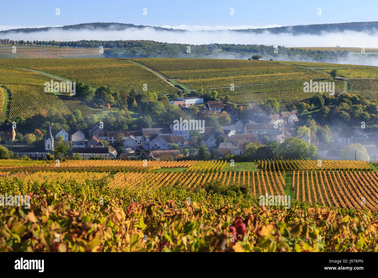 Frankreich, Cher, Sancerrois region, Bue und den Weinberg im Herbst ...