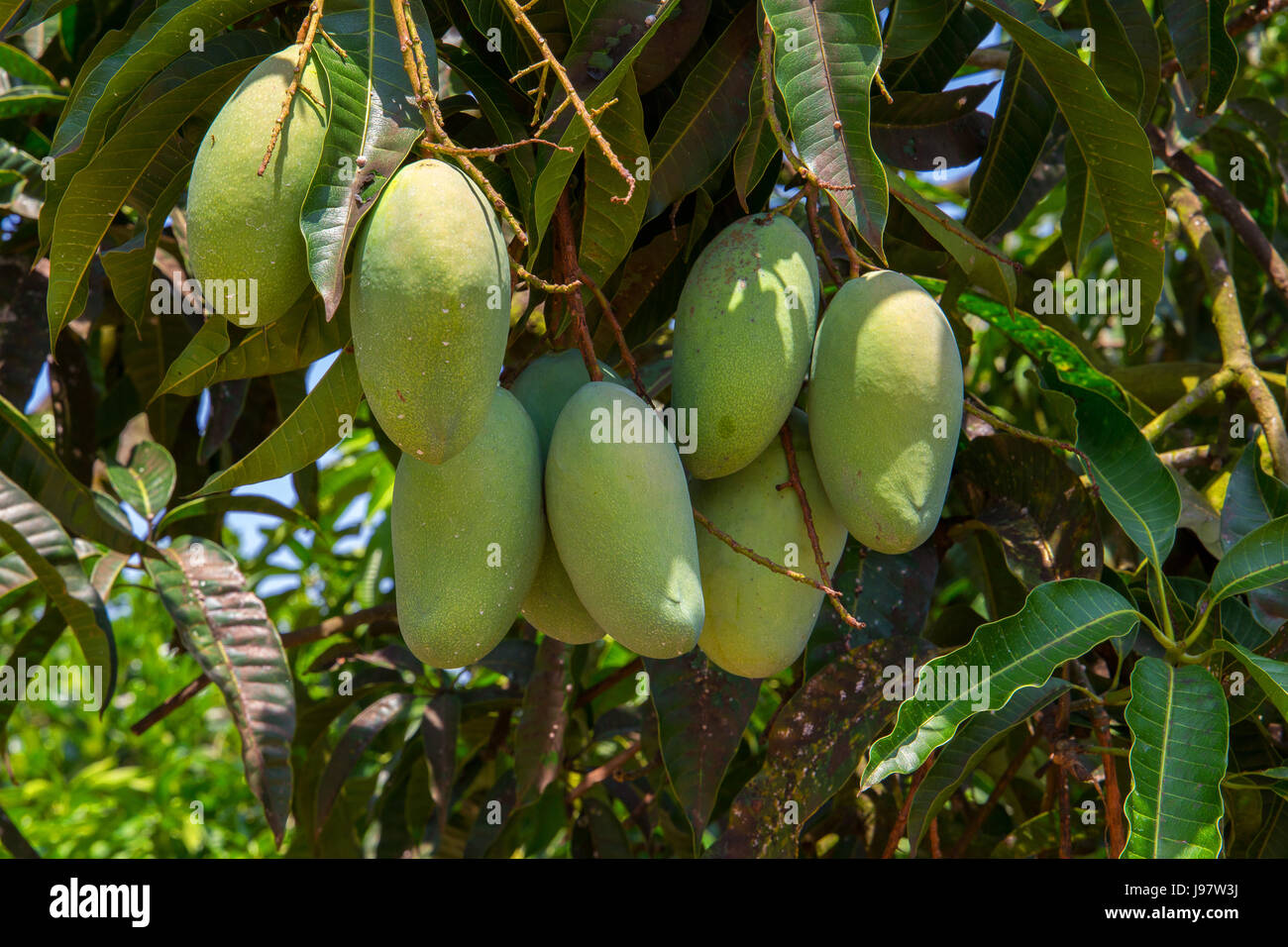 Mango plantation -Fotos und -Bildmaterial in hoher Auflösung – Alamy