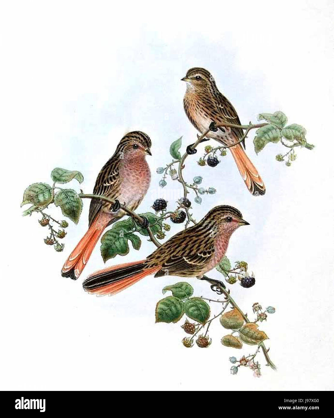 Urocynchramus pylzowi -Fotos und -Bildmaterial in hoher Auflösung – Alamy