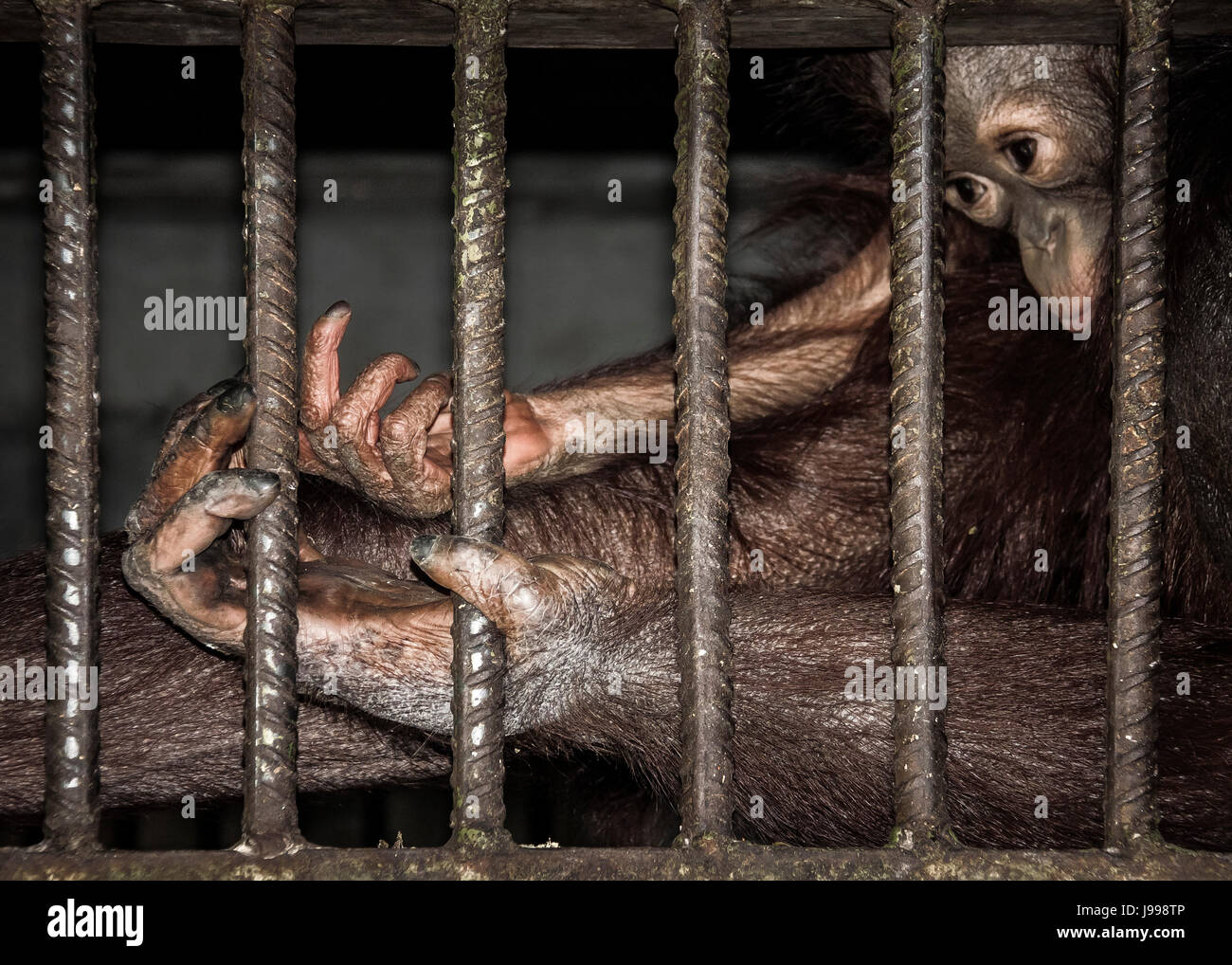 Wildtiere leiden -Fotos und -Bildmaterial in hoher Auflösung – Alamy