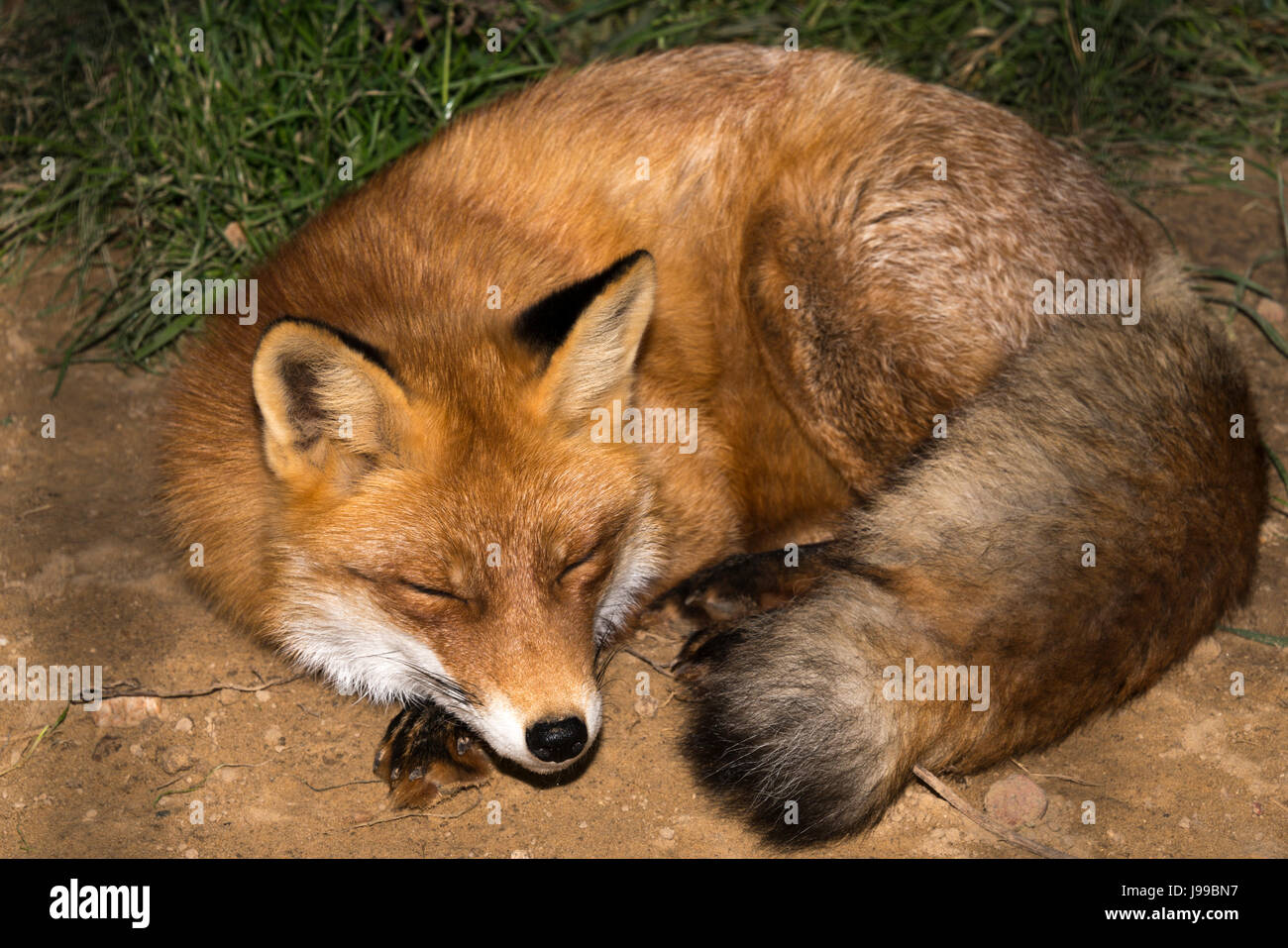 Rotfuchs schlafender -Fotos und -Bildmaterial in hoher Auflösung – Alamy