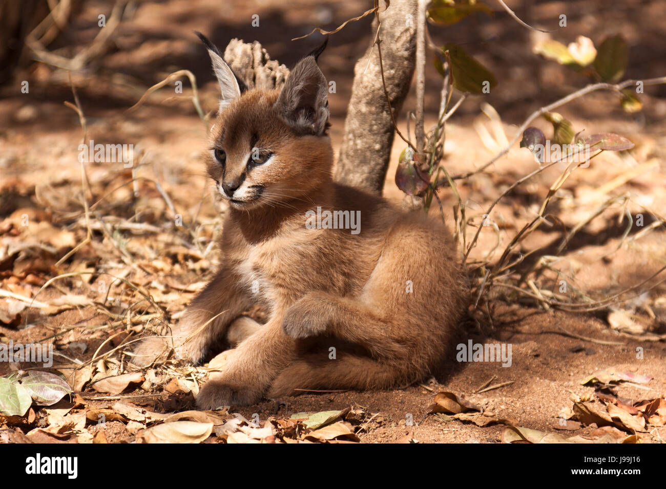 Tier, Afrika, Horizontal, Pussycat, Katze, Hauskatze, Natur, Tier, Wild ...