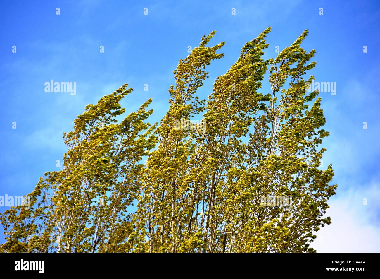 Pappeln im wind Stockfotografie - Alamy