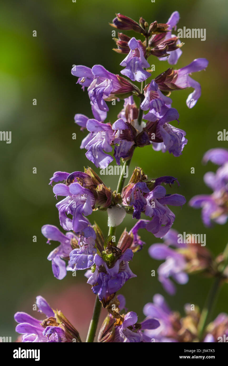 Gemeinsame knochenblume -Fotos und -Bildmaterial in hoher Auflösung – Alamy