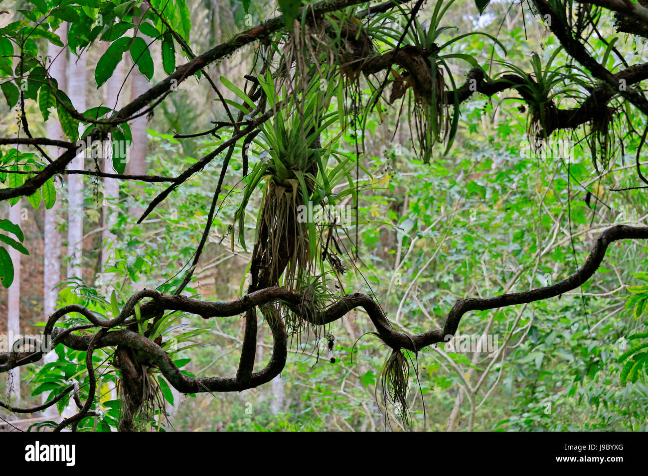 BROMELIEN auf der Wanderung zum EL NICHO Wasserfall in den Bergen der ...