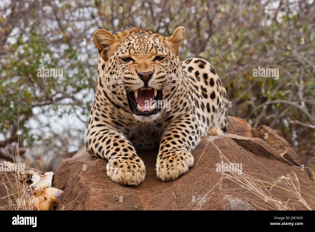 Tier, Afrika, Raubtier, Katze, Raubkatze, Raubkatze, Leopard ...