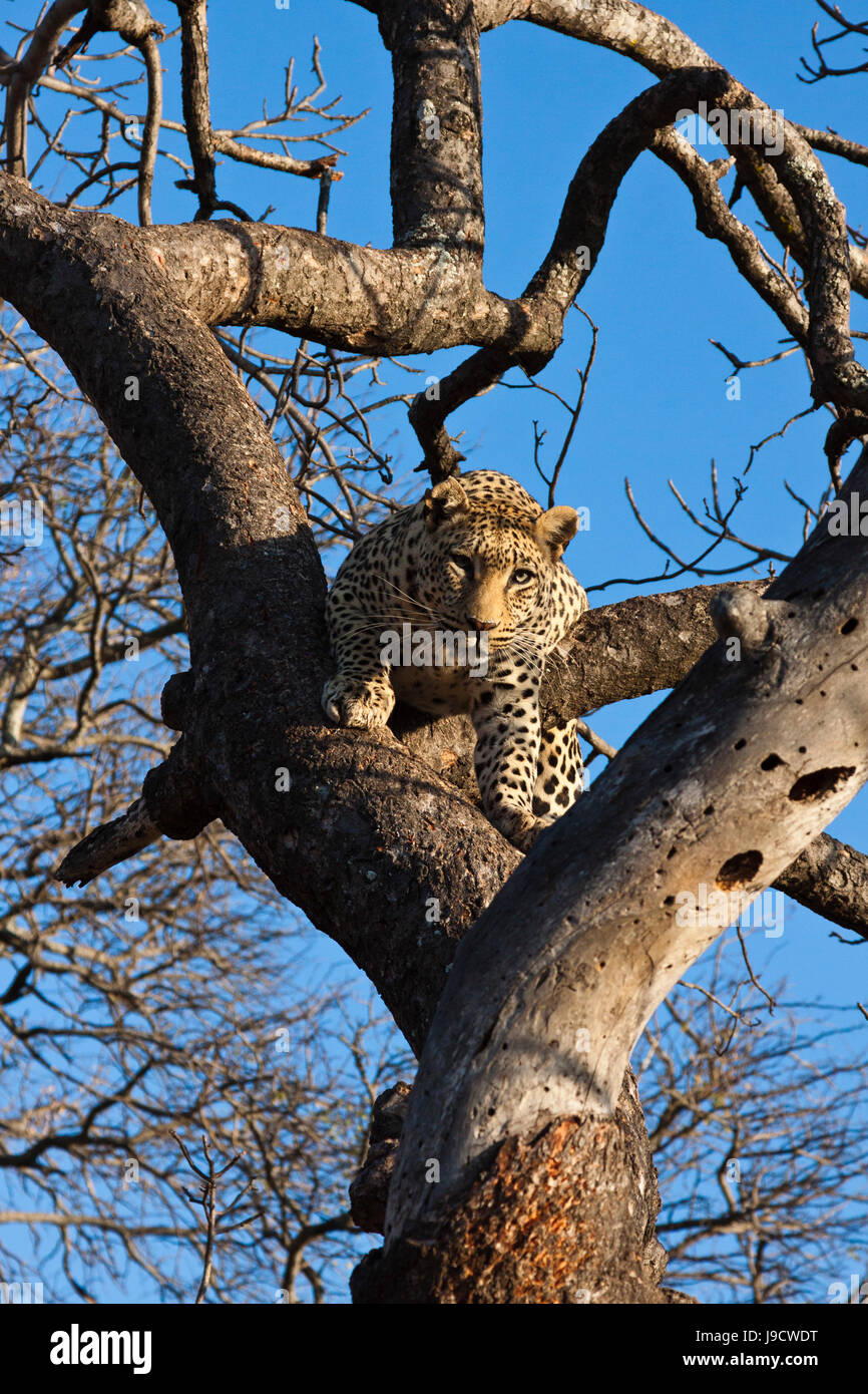 Ra pardus -Fotos und -Bildmaterial in hoher Auflösung – Alamy