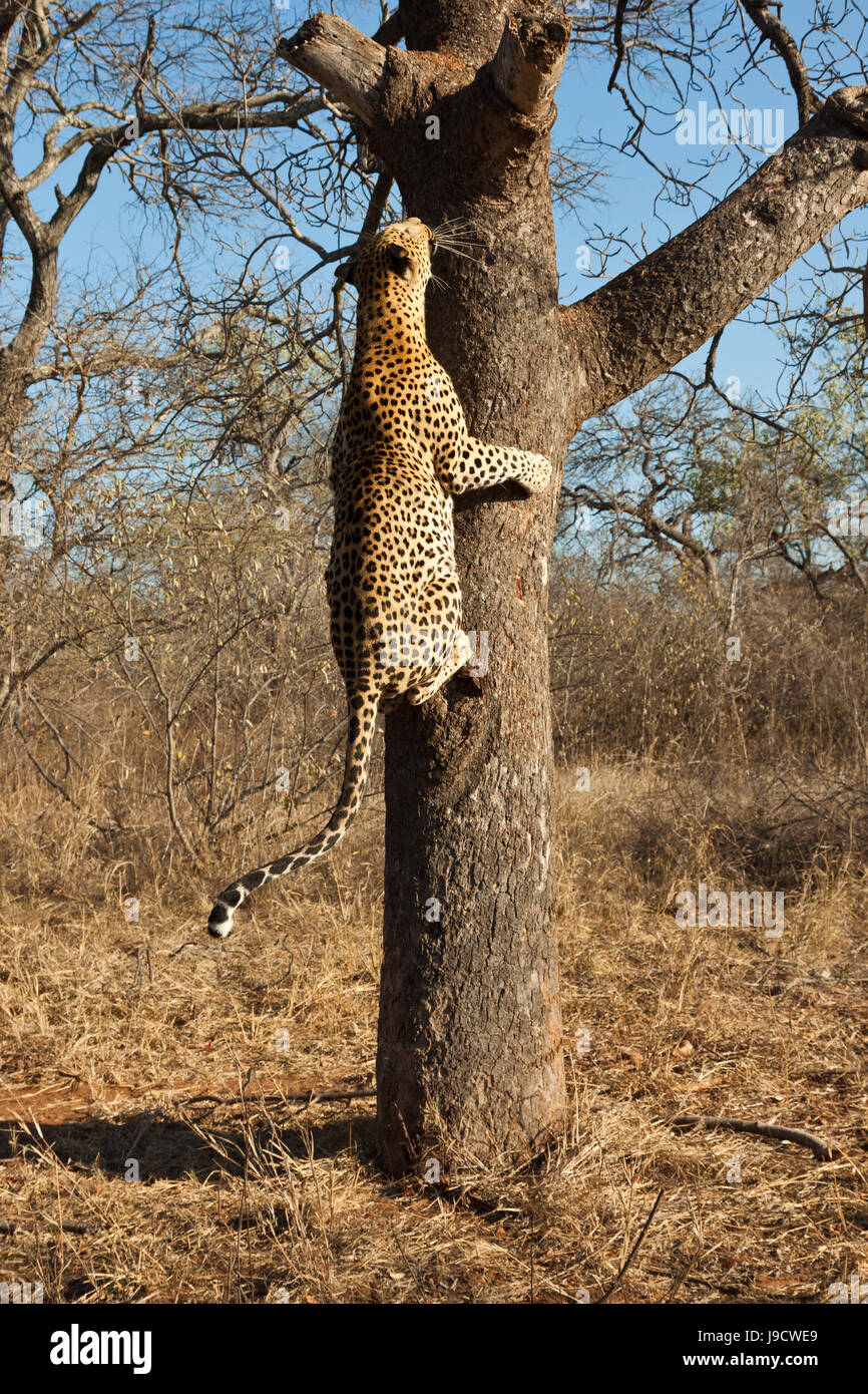 Tier, Wild, Afrika, vertikal, Katze, Raubkatze, Raubkatze, Leopard ...