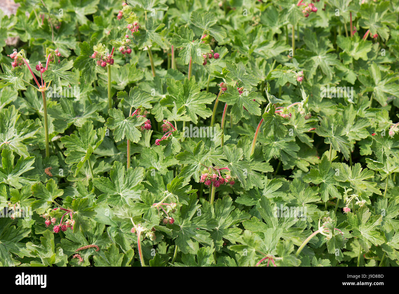 Krane-Bill, Hardy Geranium, Wild Geranium 'Czakor' (Geranium ...