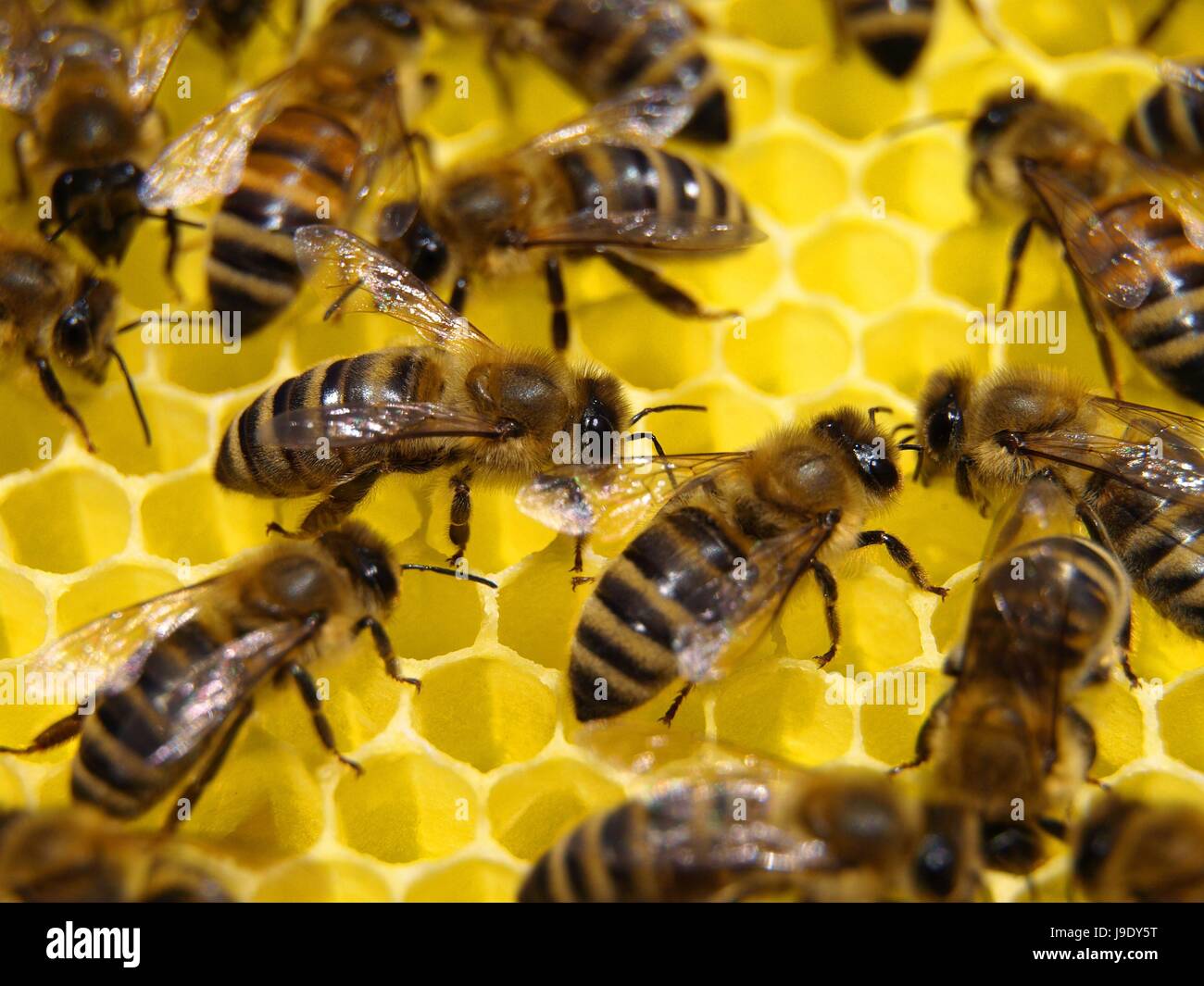Biene bienen honigbiene honig naturprodukt waben bienenwabe bienenstock ...