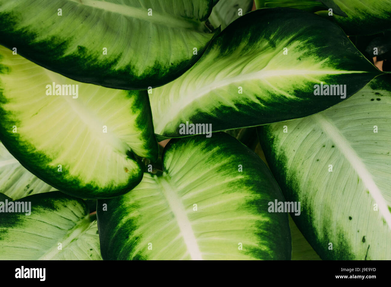Dieffenbachia leaf leaves -Fotos und -Bildmaterial in hoher Auflösung ...