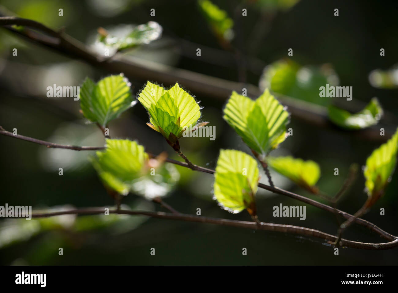 Buche, Rot-Buche, Rotbuche, Fagus Sylvatica, Blätter, Blatt ...