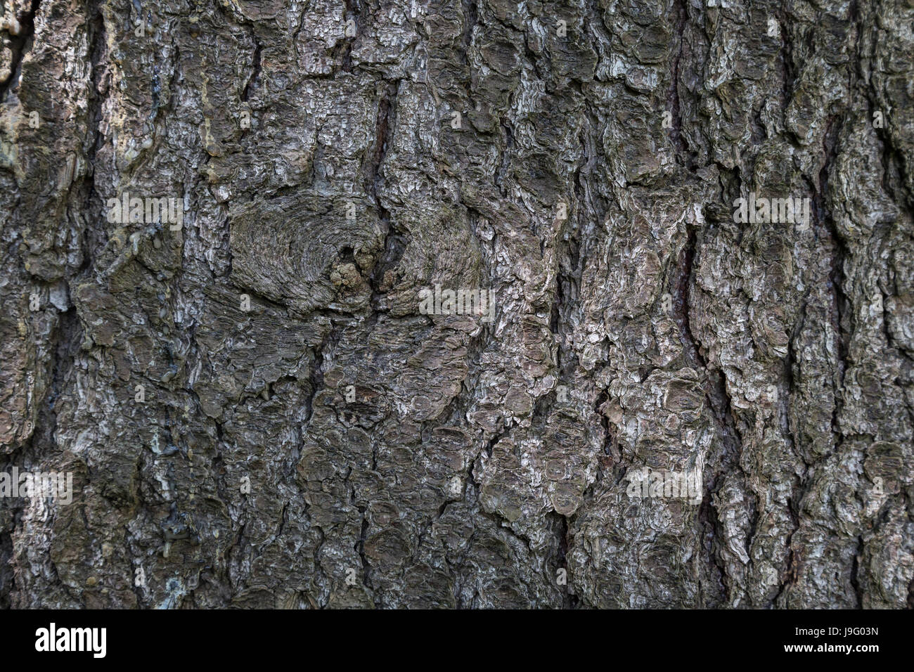 Fichte rinde close up -Fotos und -Bildmaterial in hoher Auflösung – Alamy