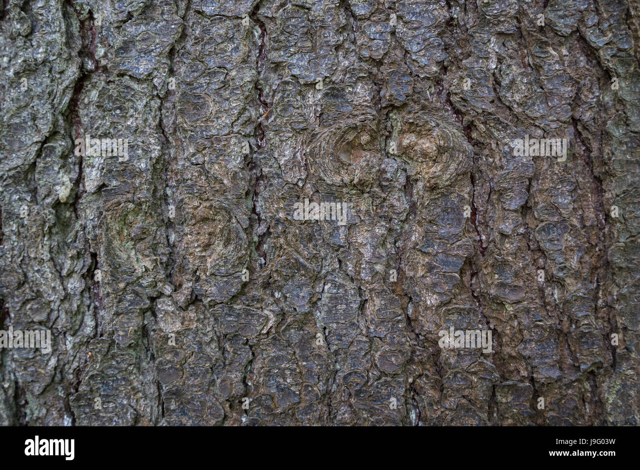 Fichtenholz textur -Fotos und -Bildmaterial in hoher Auflösung – Alamy