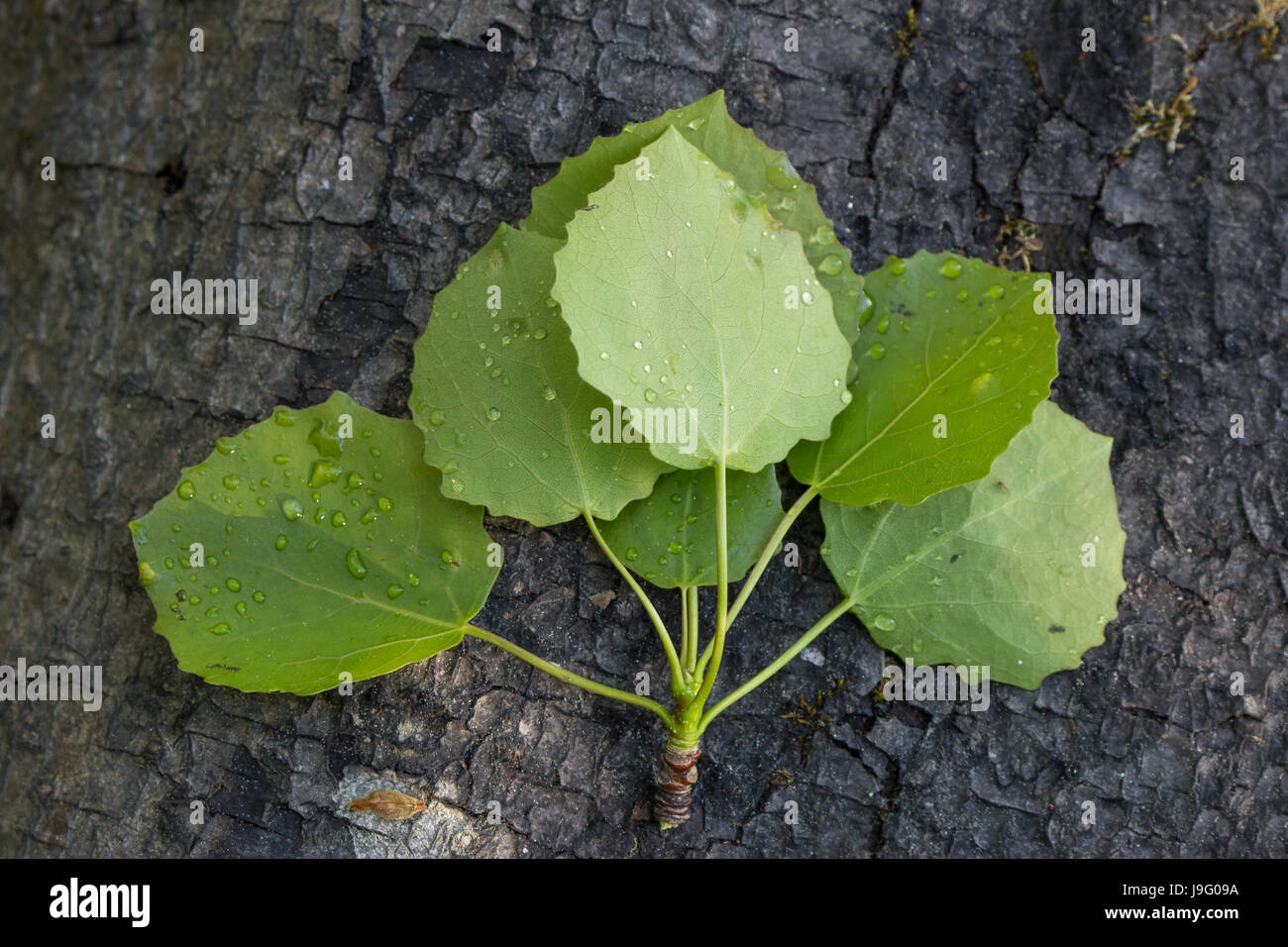 Aspen populus tremula -Fotos und -Bildmaterial in hoher Auflösung – Alamy