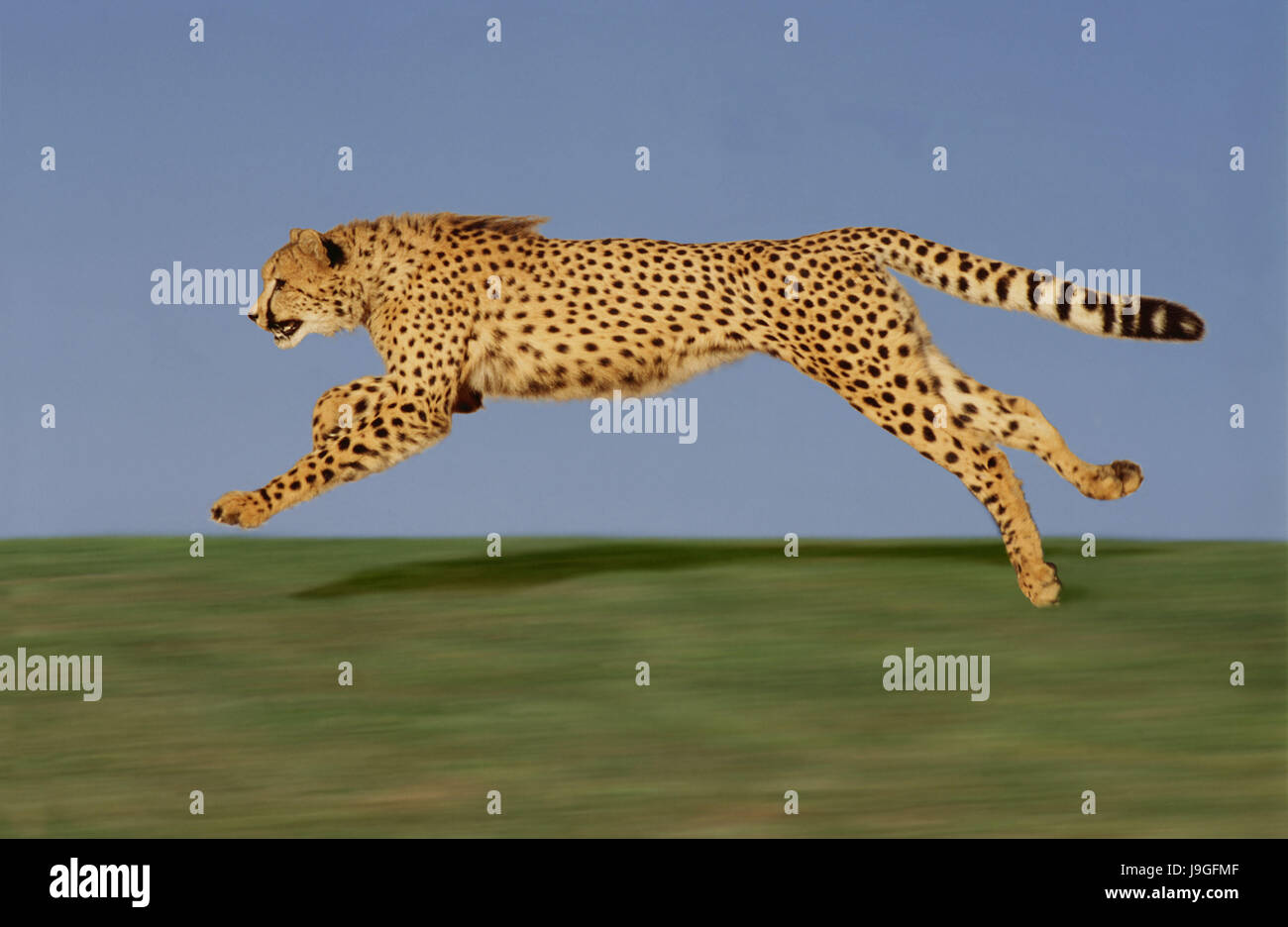 Gepard profil -Fotos und -Bildmaterial in hoher Auflösung – Alamy