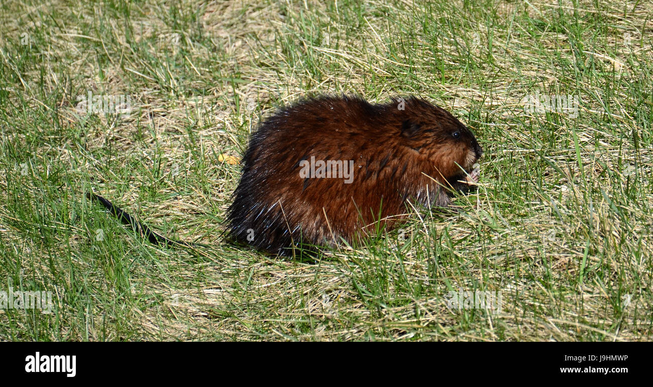Nasse ratte -Fotos und -Bildmaterial in hoher Auflösung – Alamy