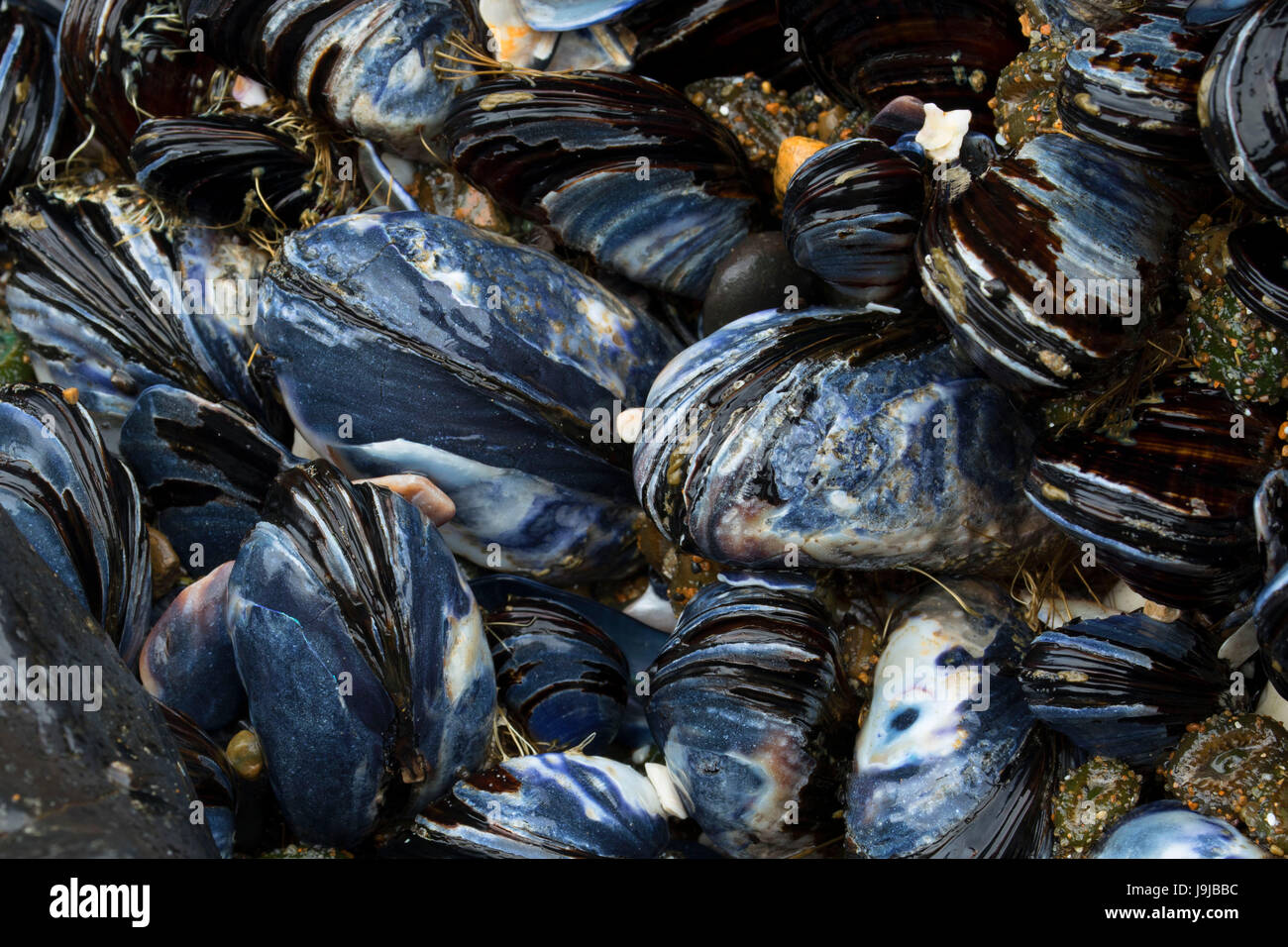 Pazifische muscheln -Fotos und -Bildmaterial in hoher Auflösung – Alamy