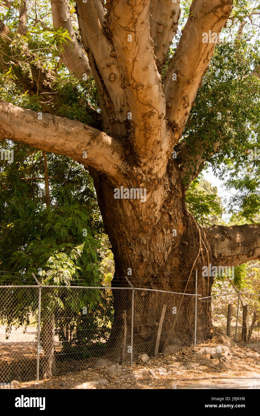 Der massive Baum Baumstamm Parota. Die Straße vorbei, es gibt eine ...