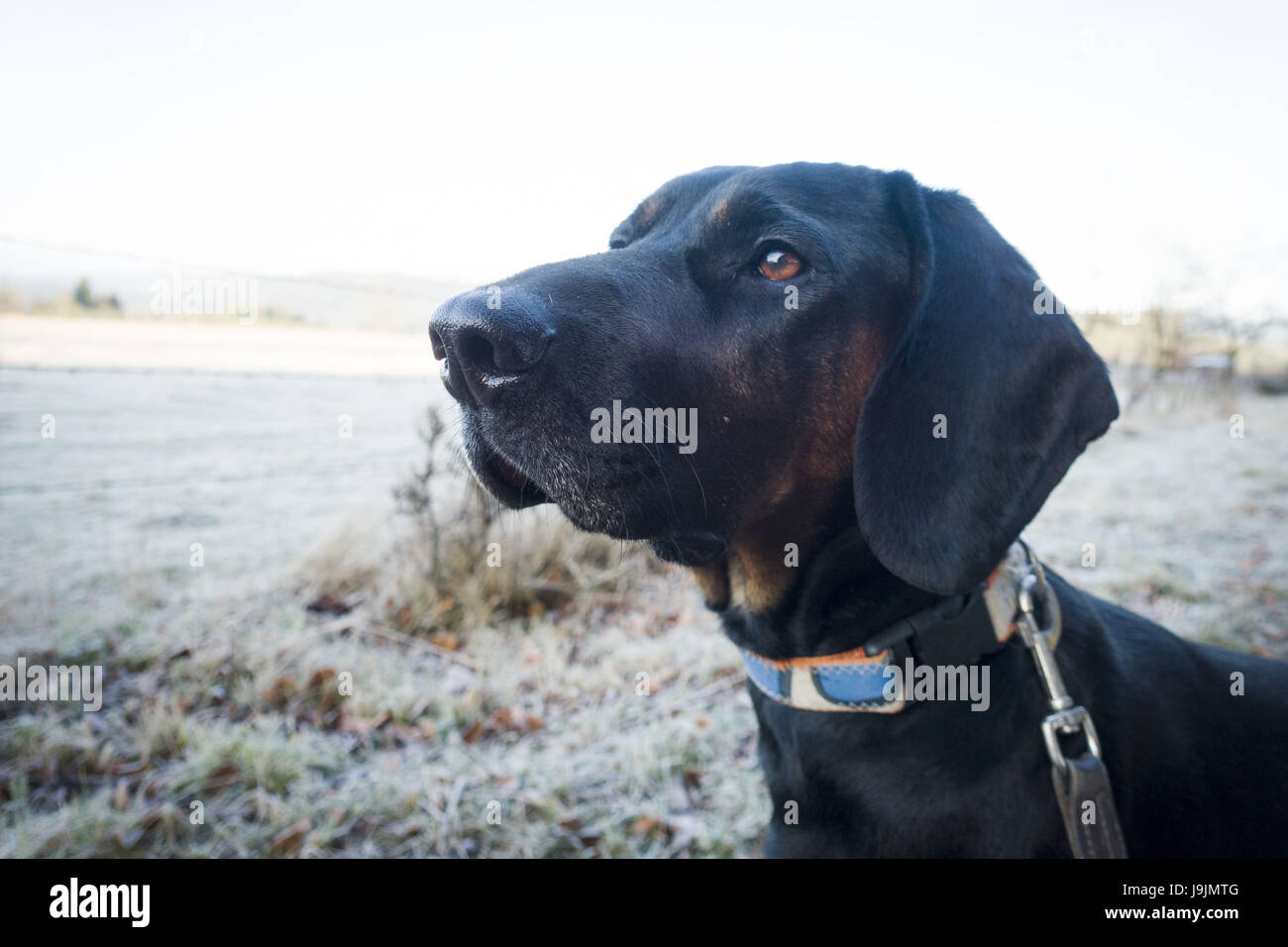Hunting hound -Fotos und -Bildmaterial in hoher Auflösung – Alamy