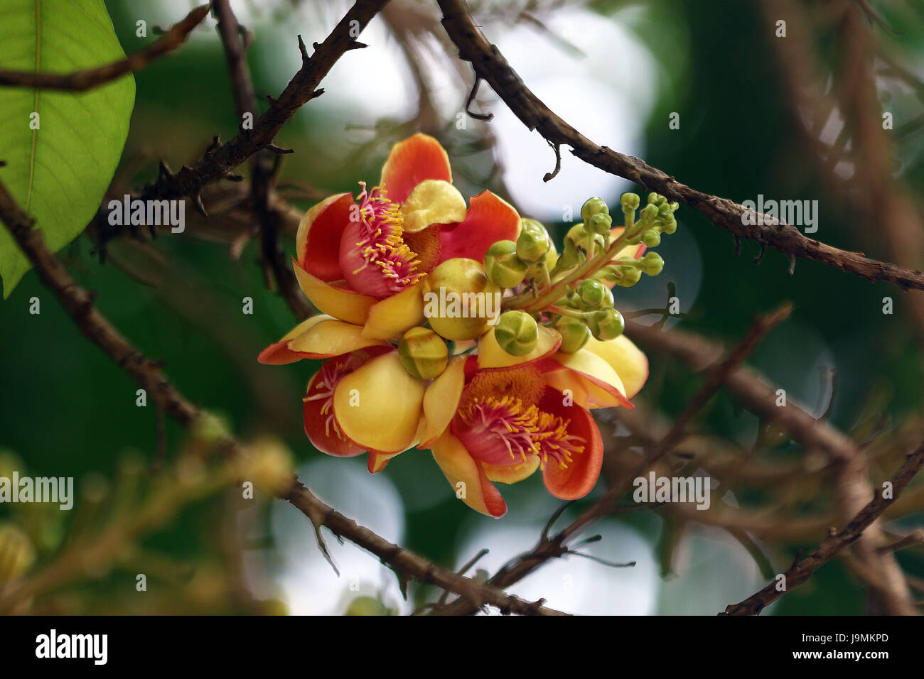 Laubbaum in der familie lecythidaceae -Fotos und -Bildmaterial in hoher ...