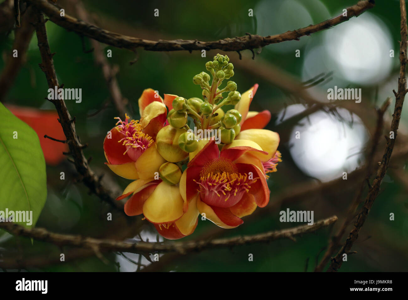 Laubbaum in der familie lecythidaceae -Fotos und -Bildmaterial in hoher ...