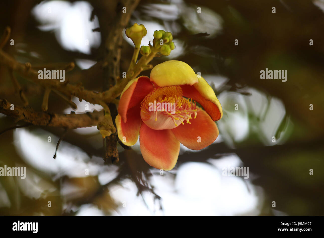 Laubbaum in der familie lecythidaceae -Fotos und -Bildmaterial in hoher ...