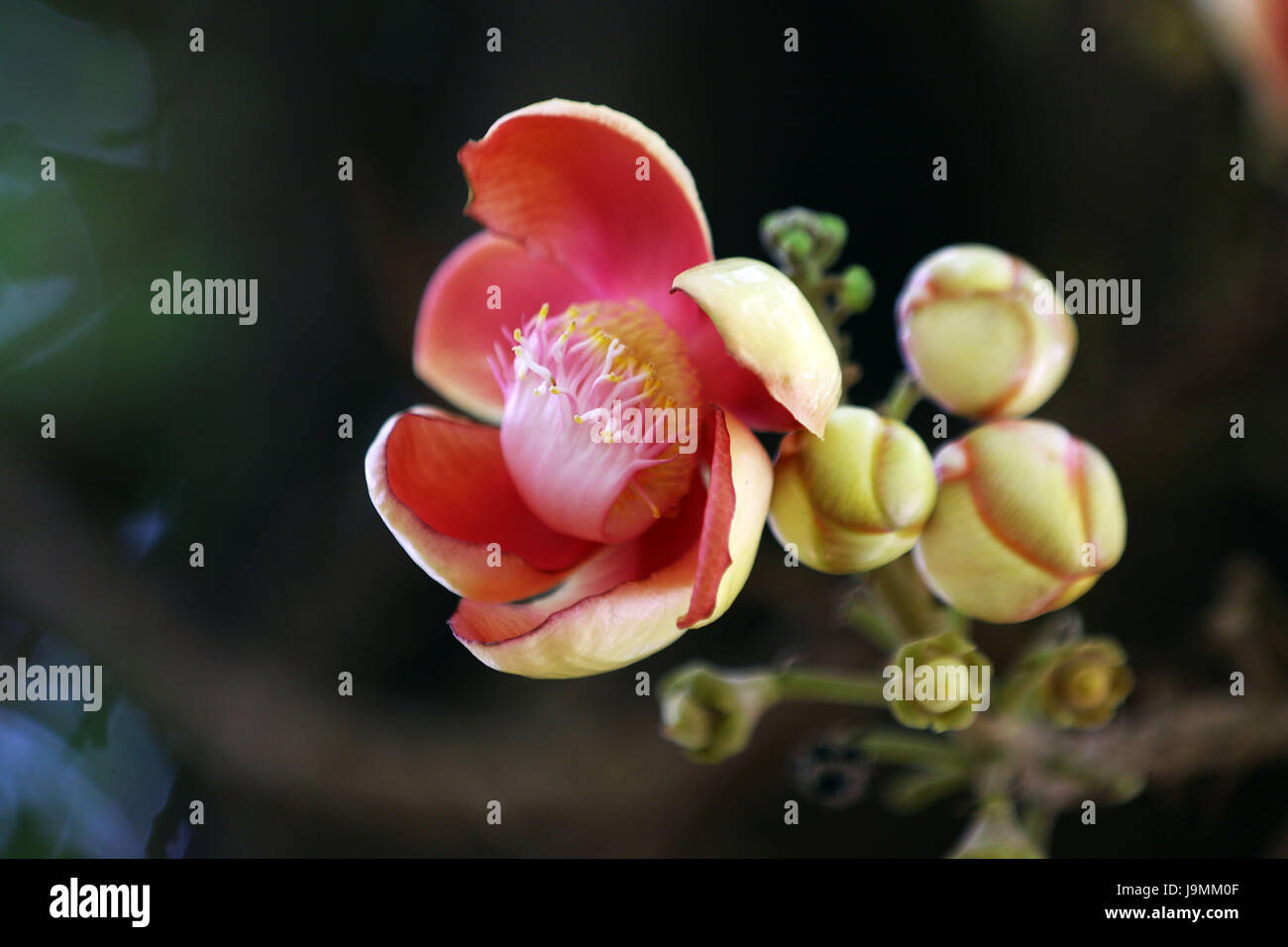 Laubbaum in der familie lecythidaceae -Fotos und -Bildmaterial in hoher ...