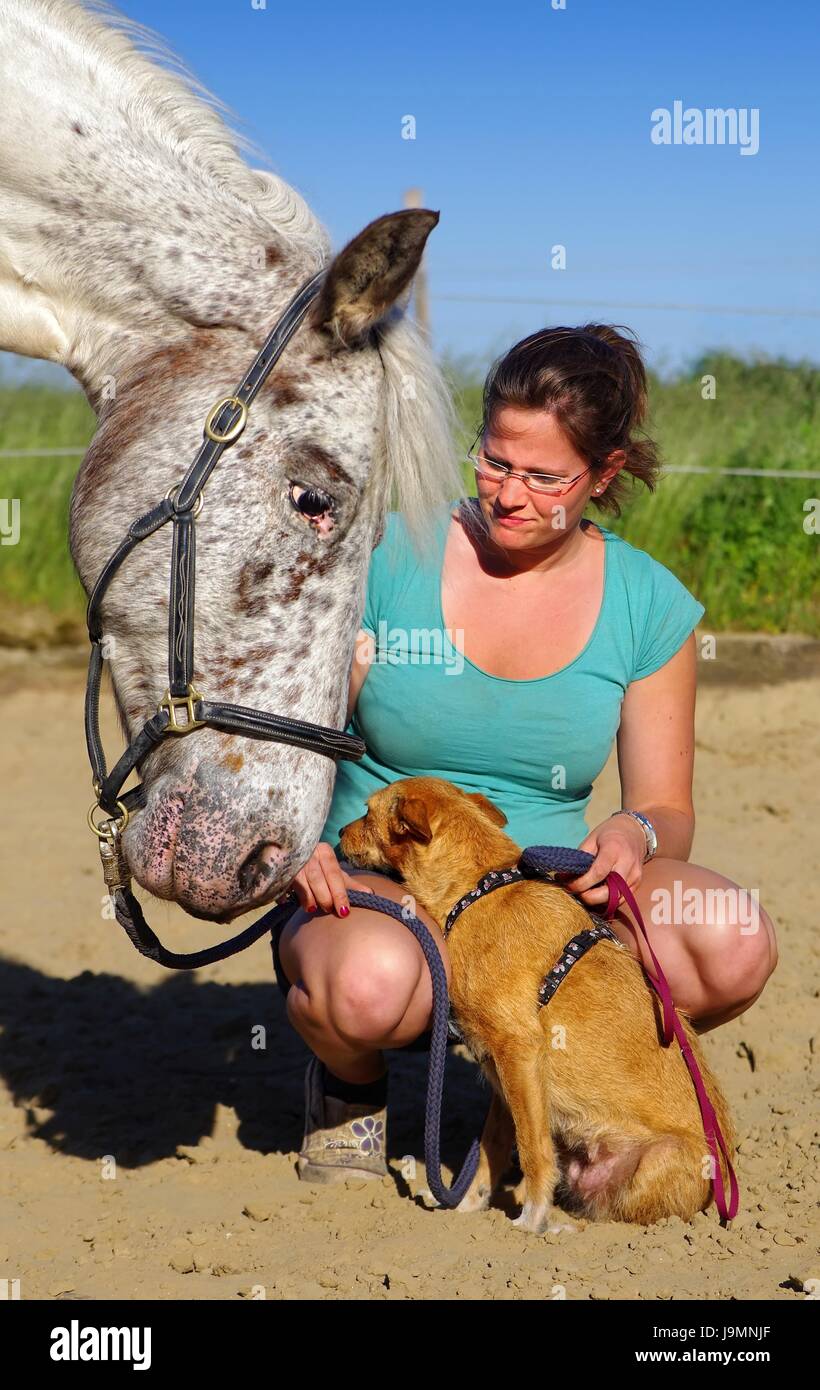 Hund pferd baum -Fotos und -Bildmaterial in hoher Auflösung – Alamy