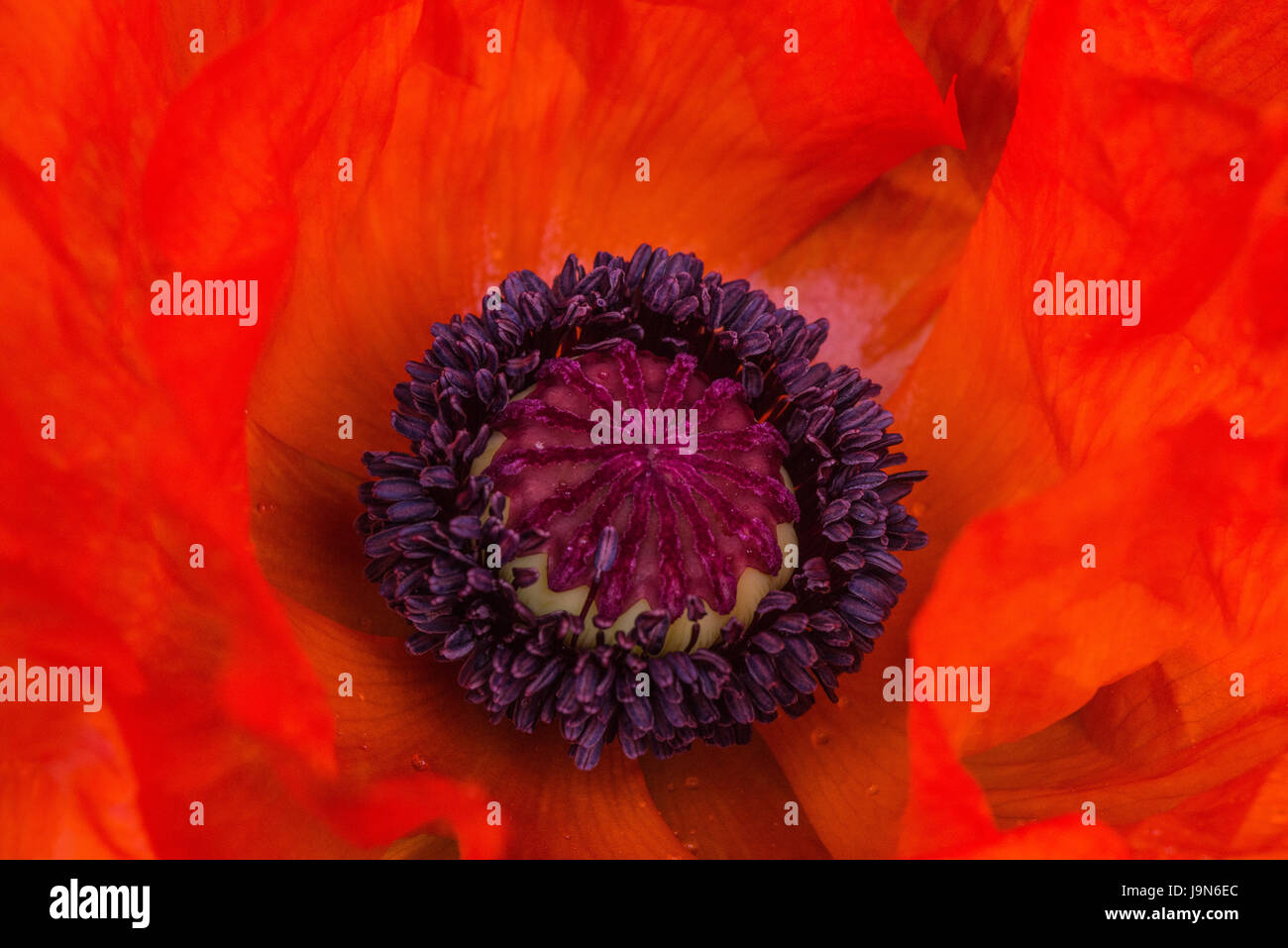 Mohn blumen makro -Fotos und -Bildmaterial in hoher Auflösung - Seite 8 ...