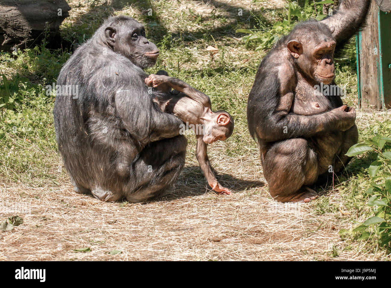 Chimpanzee Mother And Baby Love Stockfotos und -bilder Kaufen - Alamy