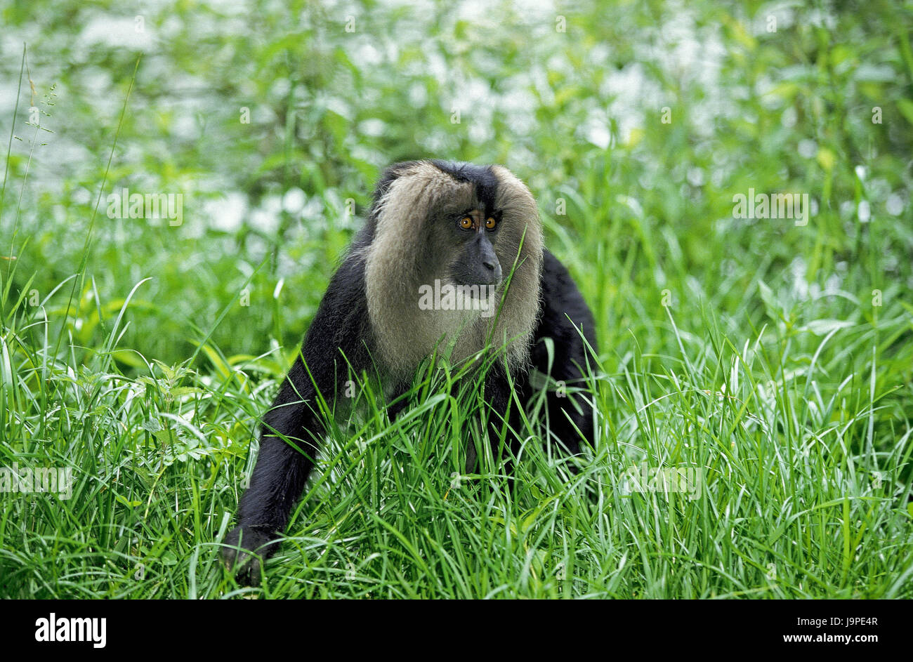 Bart affe -Fotos und -Bildmaterial in hoher Auflösung – Alamy