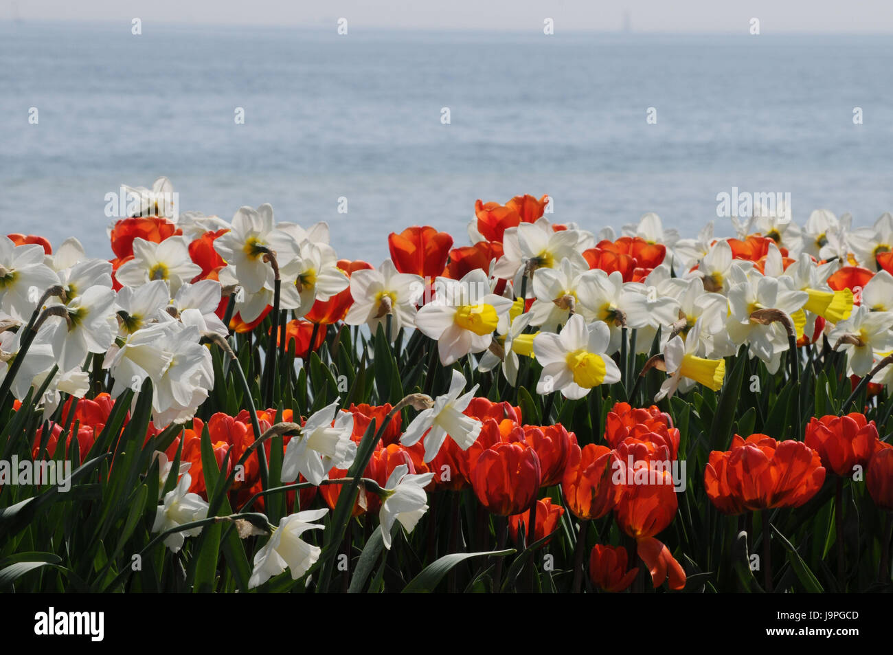 Insel Mainau, Tulpen, Narzissen, Blüte, Frühling, Blüten ...