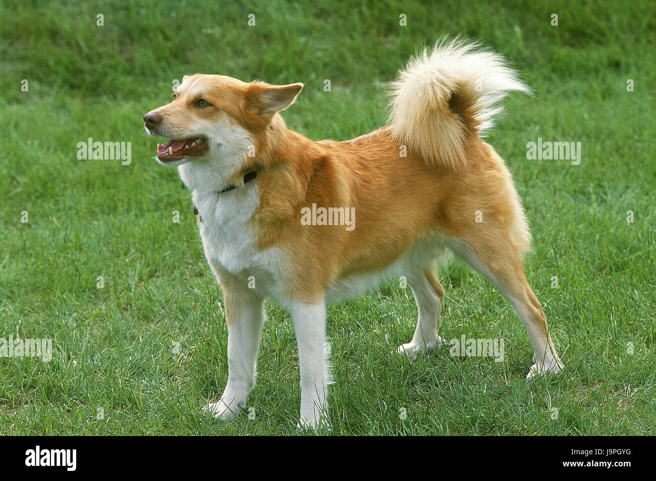 Sibirische laika hunde -Fotos und -Bildmaterial in hoher Auflösung – Alamy