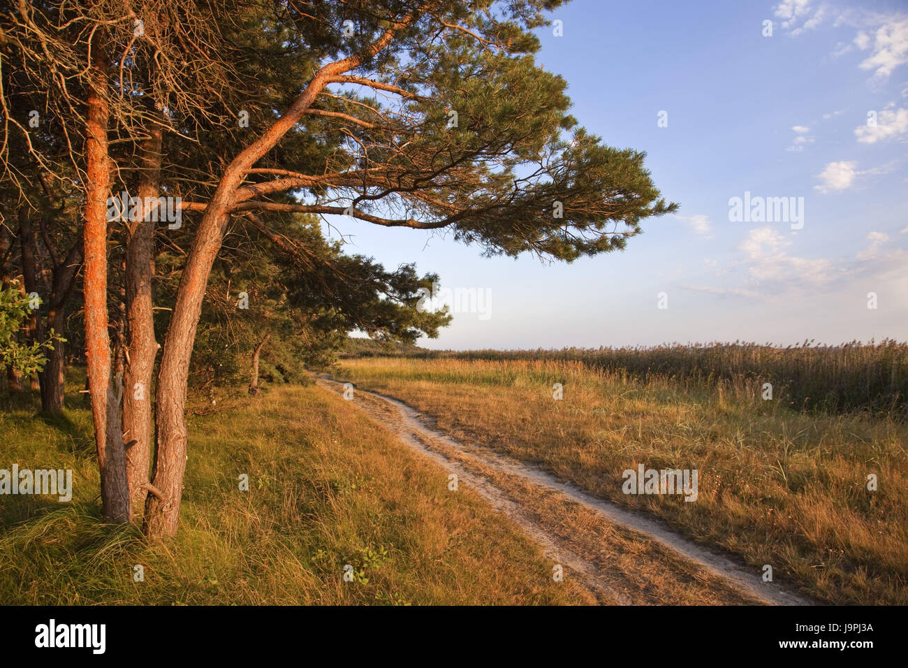 Boddenkuste mit breege juliusruh -Fotos und -Bildmaterial in hoher ...