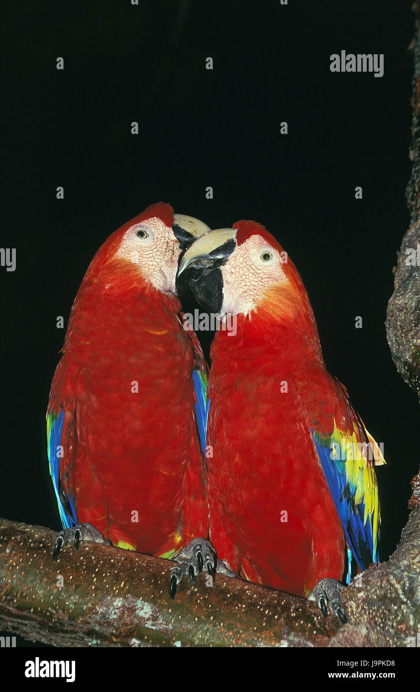 Hellrote aras -Fotos und -Bildmaterial in hoher Auflösung – Alamy