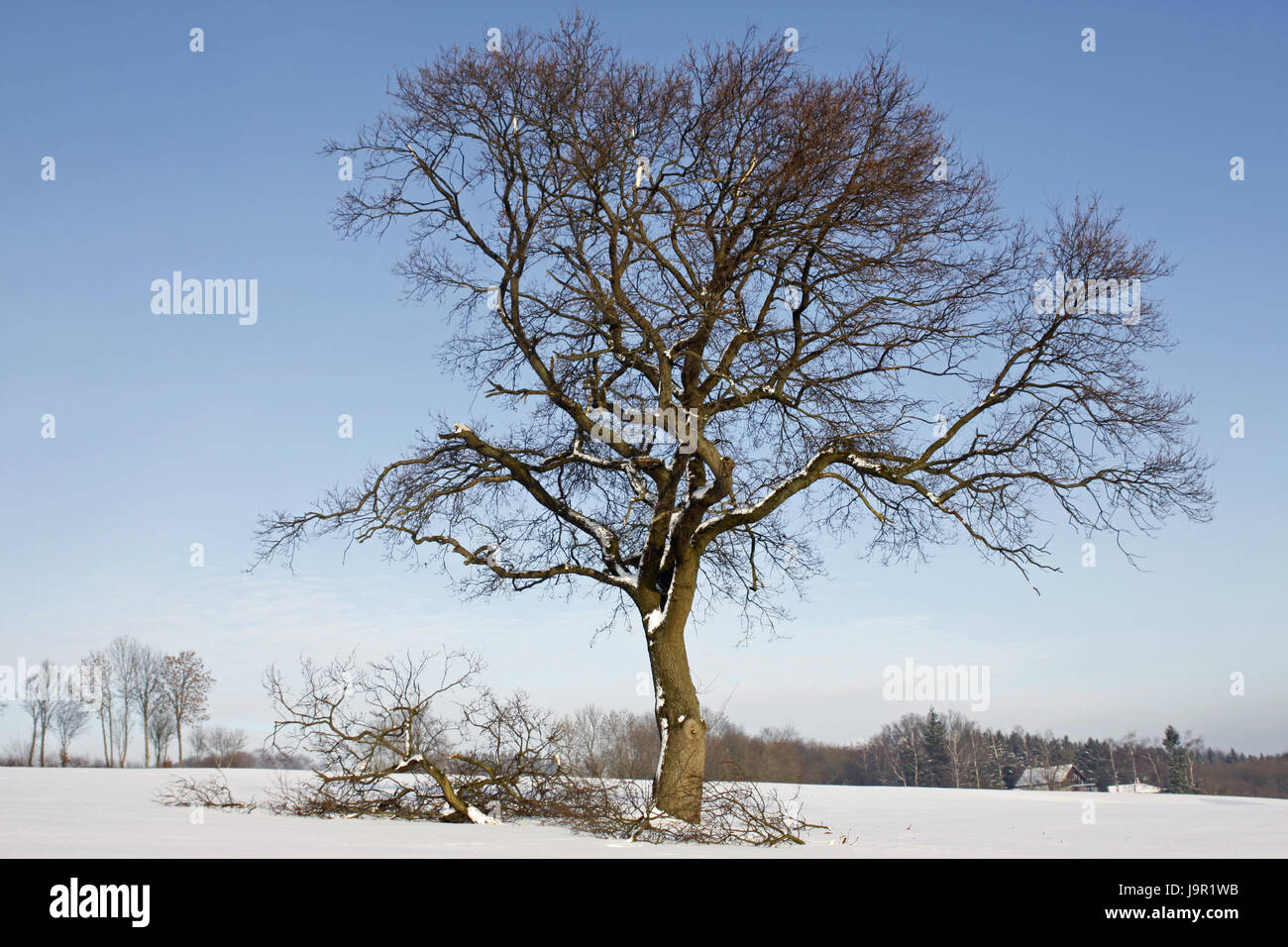 Laubbaum, Eiche, Winterlandschaft, Raureif, Deutsch, blau, Baum, Bäume ...