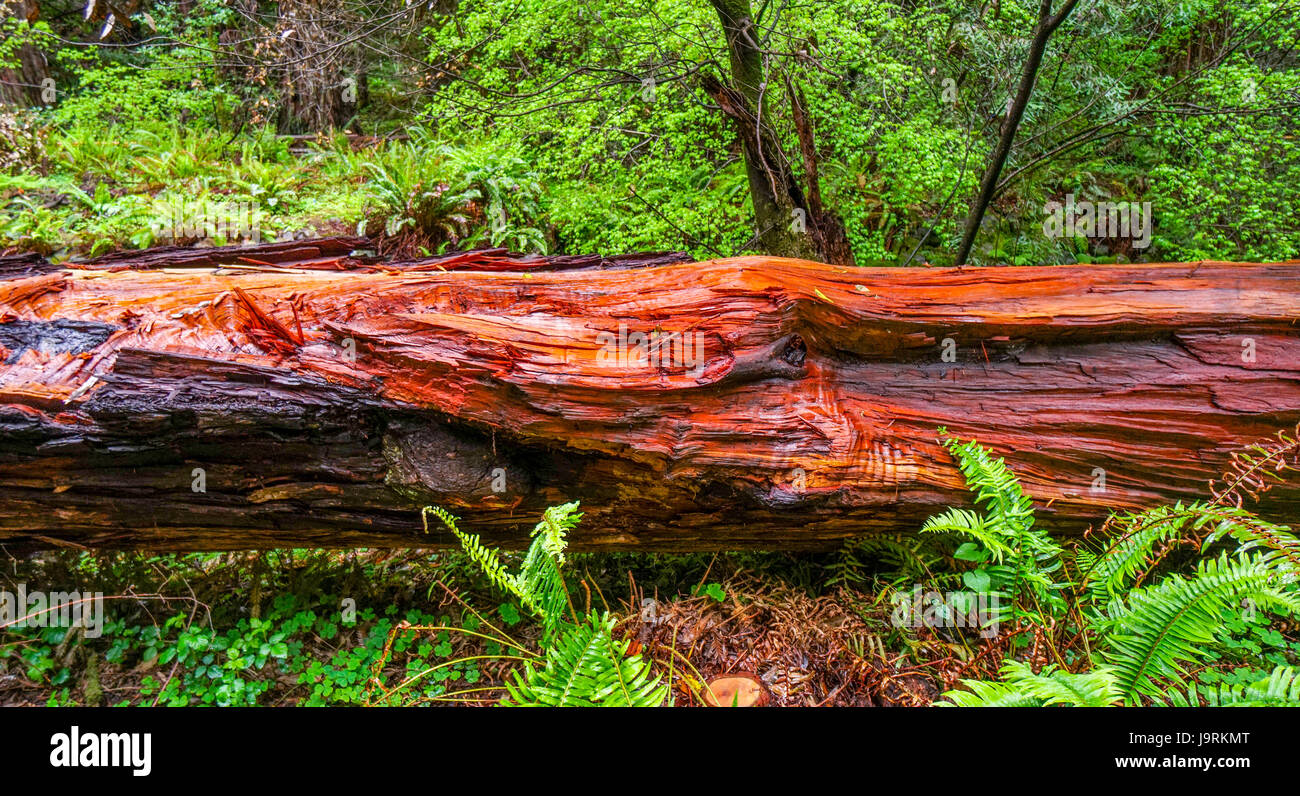Red cedar -Fotos und -Bildmaterial in hoher Auflösung – Alamy